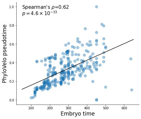 Run PhyloVelo In C Elegans Data PhyloVelo 1 0 Documentation