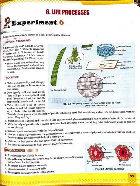 Leaf Stomata Observation Experiment Pdf Stoma Seed