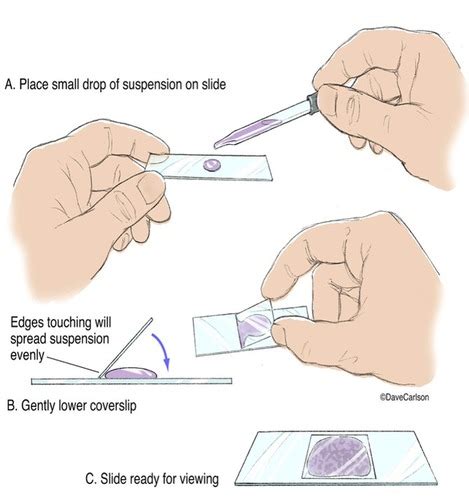 Staining And Preparing Slides Flashcards Quizlet