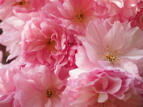 Flor De Sakura Significado Simbolismo Guia Completo De Cuidados E