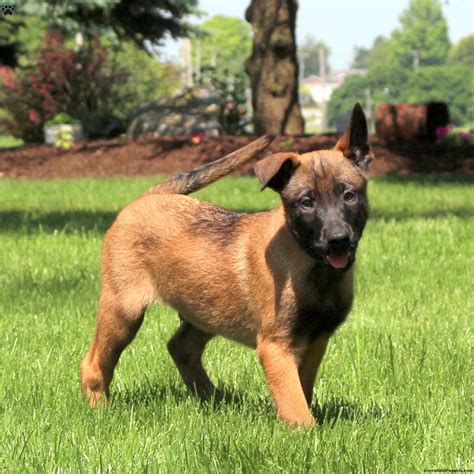 Belgian Malinois Puppies For Sale Greenfield Puppies