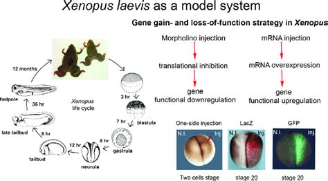 Xenopus Laevis Developmental Stages