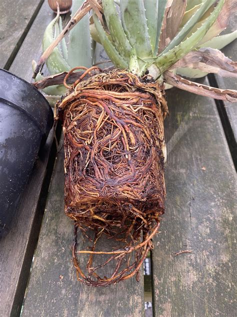 Repotting Aloe Vera And Its Babies That Was Growing In The Same Small
