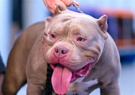 American Bully The Ultimate Guide And Facts The American Bully