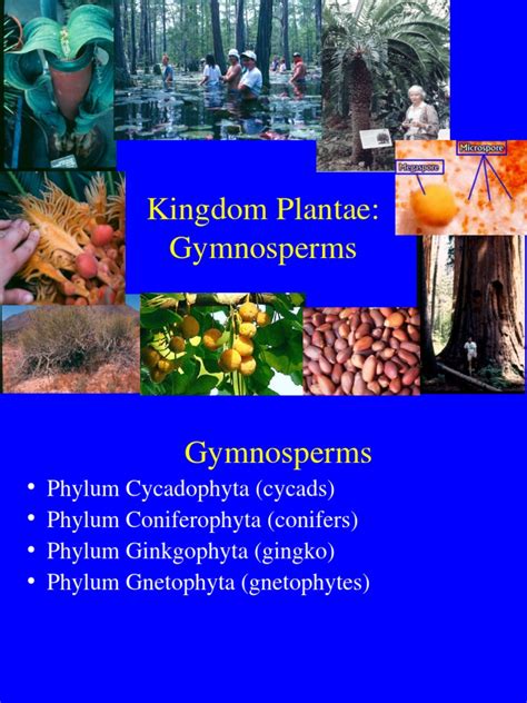 Pdf Lect6cut Gnetophyta Dokumentips