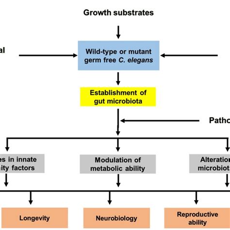 Modeling Of Host Pathogen Interactions In C Elegans Download