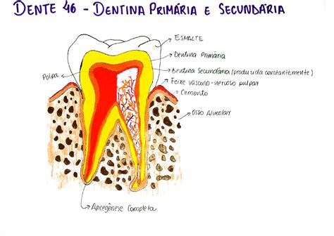 Tipos De Dentina Cariologia