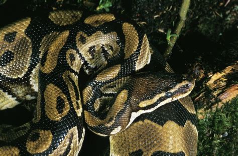 schock im keller zweite python in berlin gefunden