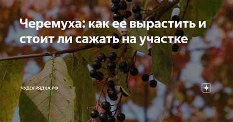 Черемуха как ее вырастить и стоит ли сажать на участке Чудогрядка рф Дзен
