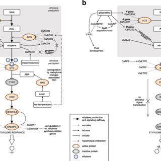 A Hypothetical Model Of The Sex Determination Process Showing Download Scientific Diagram