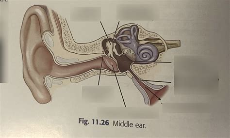 Middle Ear Diagram Quizlet