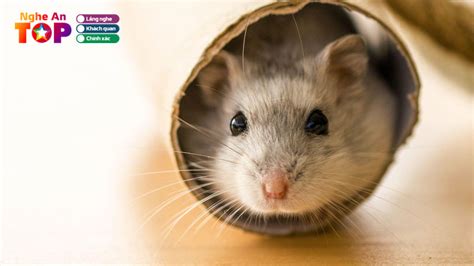 Top 3 địa Chỉ Bán Chuột Hamster Nghệ An Khoẻ Mạnh Dễ Thương