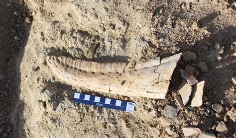 Gallery Mongolia Fossil Dig Australian Geographic