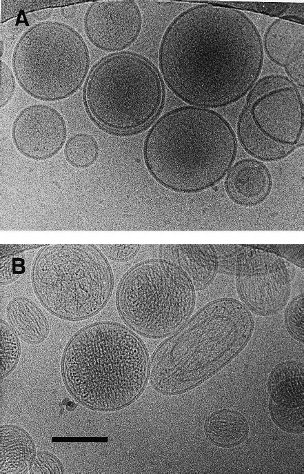 Cd Spectra Of Dox Loaded Into Liposomes Containing Lba As Bu¡er Final Download Scientific