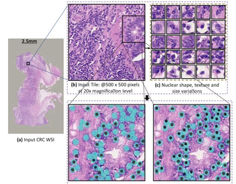 Spatially Constrained Context Aware Hierarchical Deep Correlation