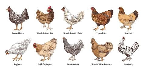 Breeding Chickens Over 8729 Royalty Free Licensable Stock