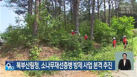 북부산림청 소나무재선충병 방제 사업 본격 추진 네이버 Tv