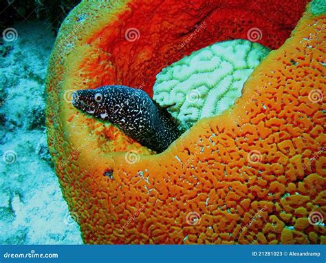 Spotted Moray Eel In Sponge Stock Image Image Of Spotted Coral 21281023