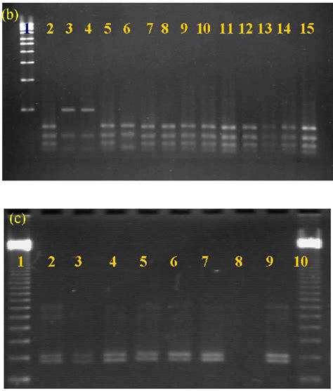 Figure 2 From Molecular And Enological Characterization Of Autochthonous Saccharomyces