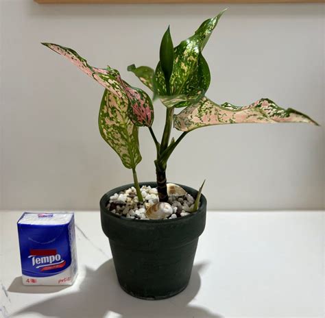 如意皇后 開花株 室內植物 陶瓷盆日本泥 可水種植物 室內盆栽 萬年青 連盆 Plant 盆栽 植物 淨化空氣 禮物 gift Potted