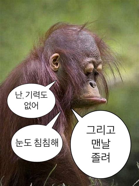 원숭이 짤31 웃긴 밈 웃긴 인용구 재미있는 이모티콘