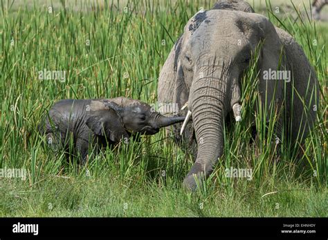 Afrikanischer Elefant Elephant Loxodonta Africana Female And Cub Stock