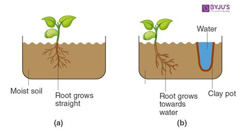 Lakhmir Singh Biology Class 10 Solutions For Chapter 2 Control And Coordination Free Pdf
