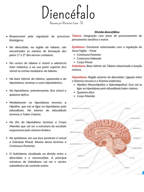 Estruturas Do Diencéfalo E Suas Funções Principais Pdf