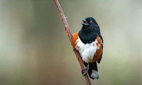 Spotted Towhee Vs Black Headed Grosbeak 9 Differences