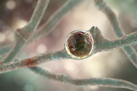 Basidiobolus Ranarum Fungus Illustration Stock Image F037 6670 Science Photo Library