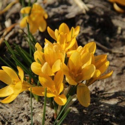 Crocus vernus 'Vanguard' - nagyvirágú krókusz | Florapont