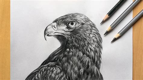 Easy Eagle Drawing With Pencil