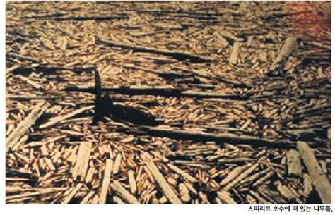 석탄의 형성 노아홍수 그리고 세인트 헬렌 Association For Creation Truth