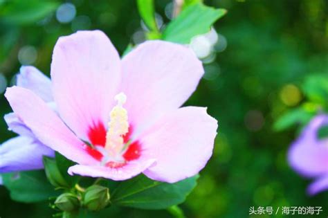 有女同行顏如舜英彼美孟姜德音不忘 木槿花靜 每日頭條