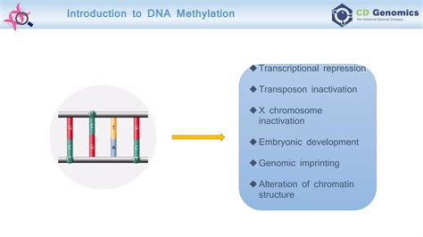 Sequencing Based Approaches For Profiling Dna Methylation Ppt
