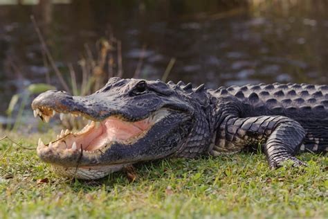Everglades National Park Wildlife National Park Photographer