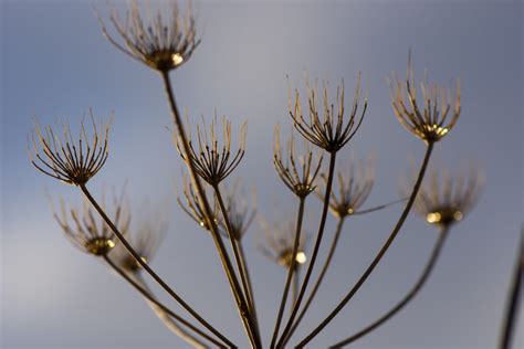 Fibonacci Local Flora And A Trip To Iceland Light Stalking