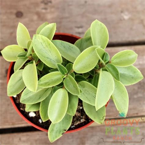 Peperomia Pixie Lime Inch The Garden Corner 48 Off