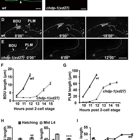 Chdp 1 Is Required For Cell Protrusion A Schematic Drawing Of The