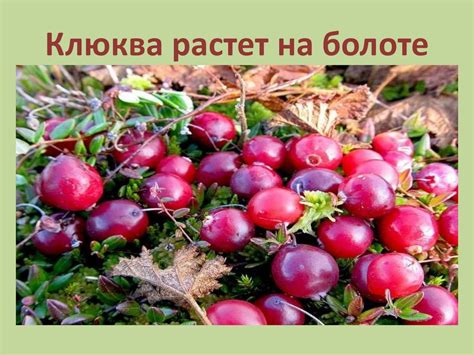 Михаил Михайлович Пришвин Сказка «Кладовая солнца Нравственность взаимоотношений Митраши и