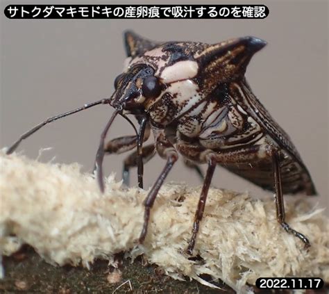 ウシカメムシ飼育まとめ チャンネルF