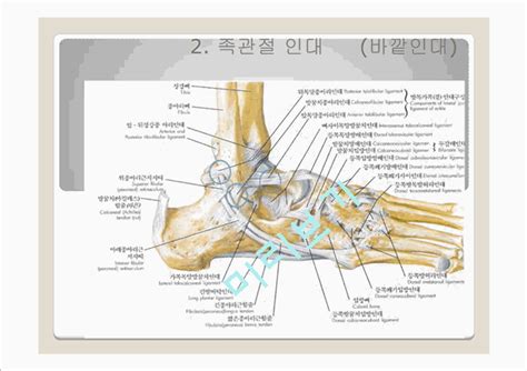 의학 올립니다 발목 염좌에 대해서 다운받기 OC end point 굳거나 통증 가 없다 인대 Atkins