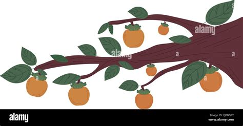 Tree Persimmon Fruit Stock Vector Image And Art Alamy