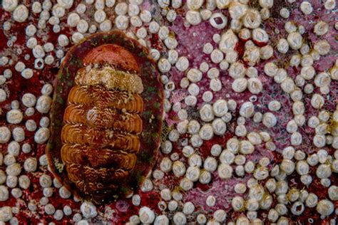 Chiton Bilder – Durchsuchen 1,560 Archivfotos, Vektorgrafiken und ...
