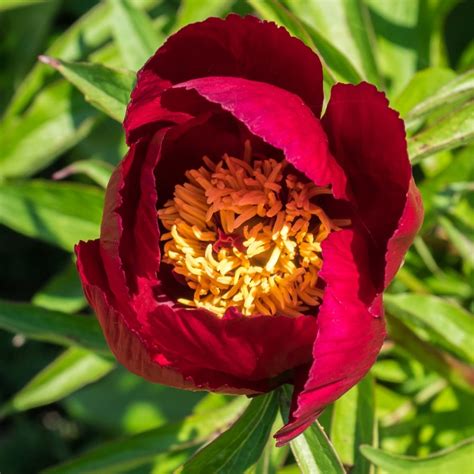 Пион Эрли Скаут 1 шт. – купить в питомнике Дирижер Сада