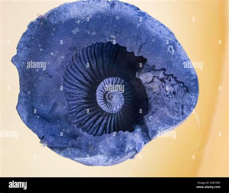 Seashell Fossils Are Formed When A Sea Animal With A Shell Dies And