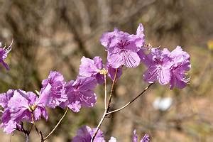 ツツジの仲間 ｰ杜の都の樹木
