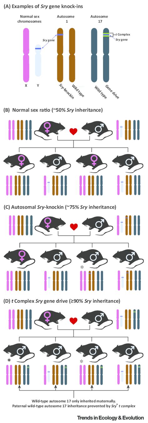 Sry Gene Drive In Mice To Skew Sex Ratios In Naturally Breeding Download Scientific Diagram