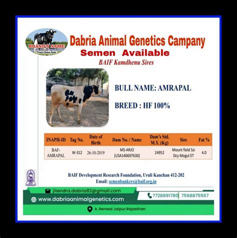 Hf Amrapal Bull Frozen Semen For Cattle Breeding At Rs Piece