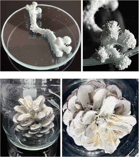 Straightforward Synthesis Of Complex Polymeric Architectures With Ultra High Chain Density